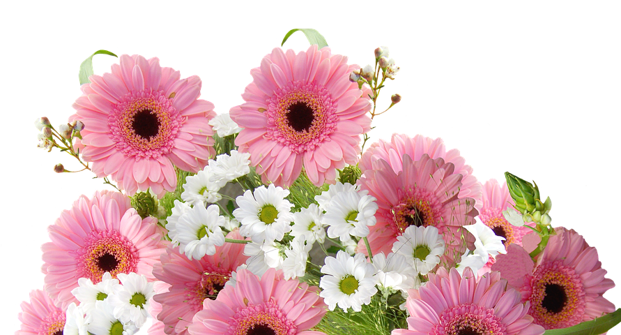 1,000+ Free Gerbera & Flower Photos