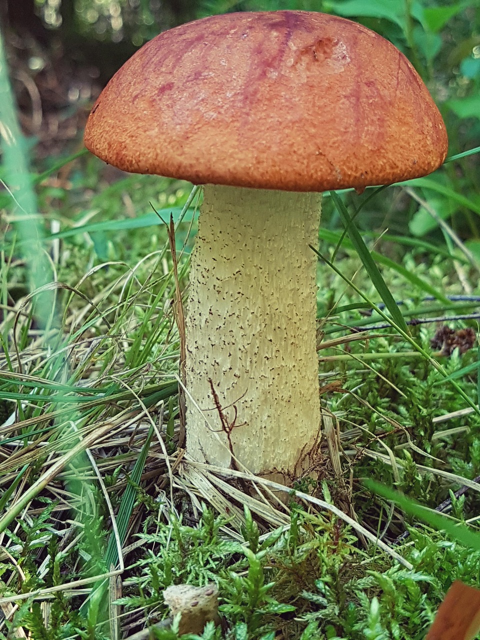 Champignon Automne Forêt - Photo gratuite sur Pixabay - Pixabay