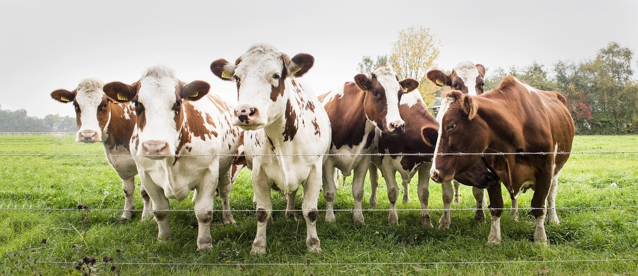 7,000+ Free Cattle & Cow Images - Pixabay