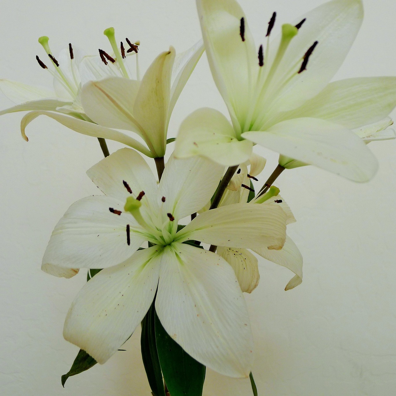 Lilly White Wedding Free Photo On Pixabay Pixabay