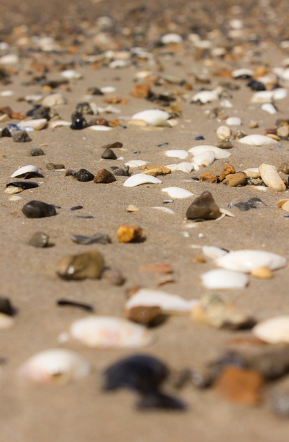 Shellfish Sand North Sea - Free photo on Pixabay - Pixabay
