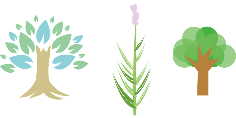 Tree Plant - Free vector graphic on Pixabay