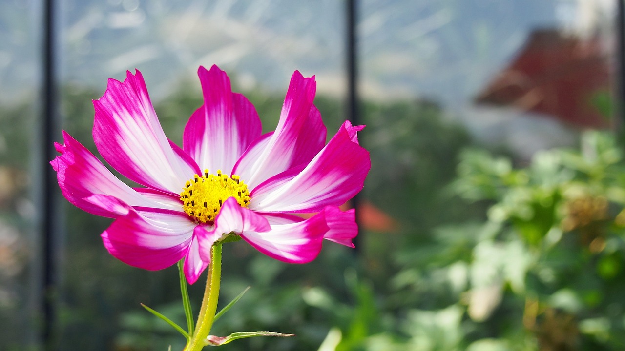 4,367 beautiful photo results - Pixabay