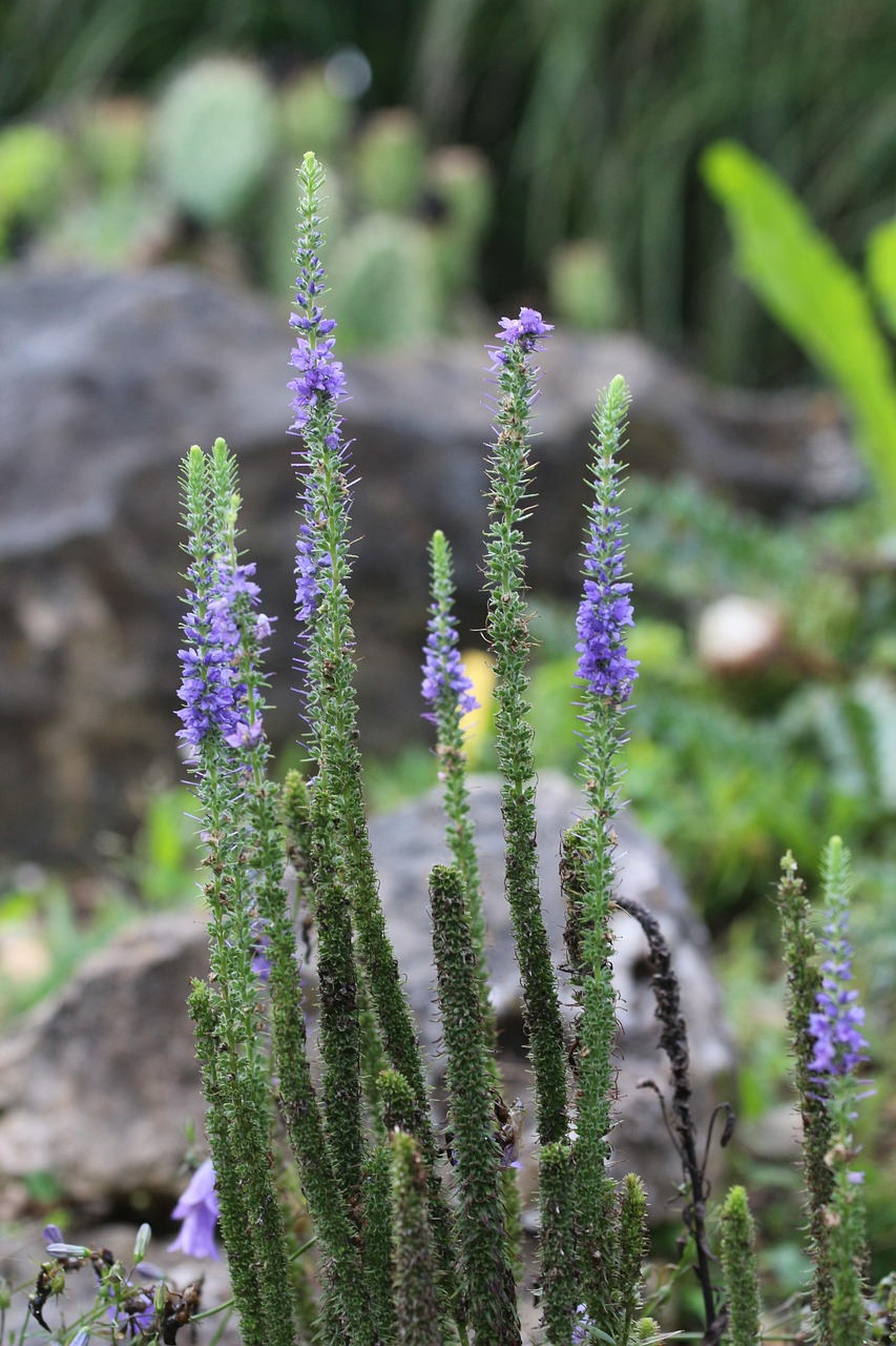 Rock Garden Blue Flourished - Free photo on Pixabay - Pixabay