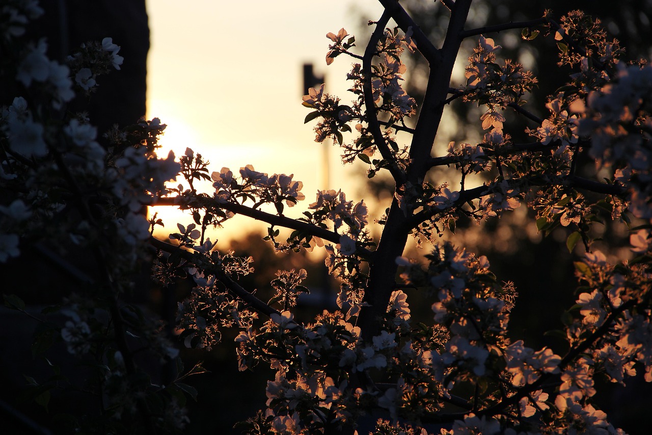 Sunrise Flower Tree - Free photo on Pixabay - Pixabay