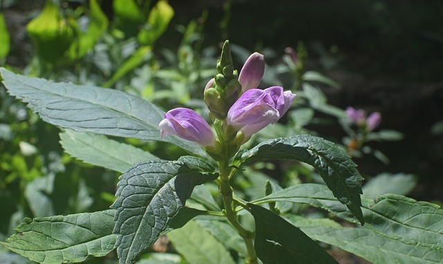 Chelone Turtlehead Wildflower - Free photo on Pixabay