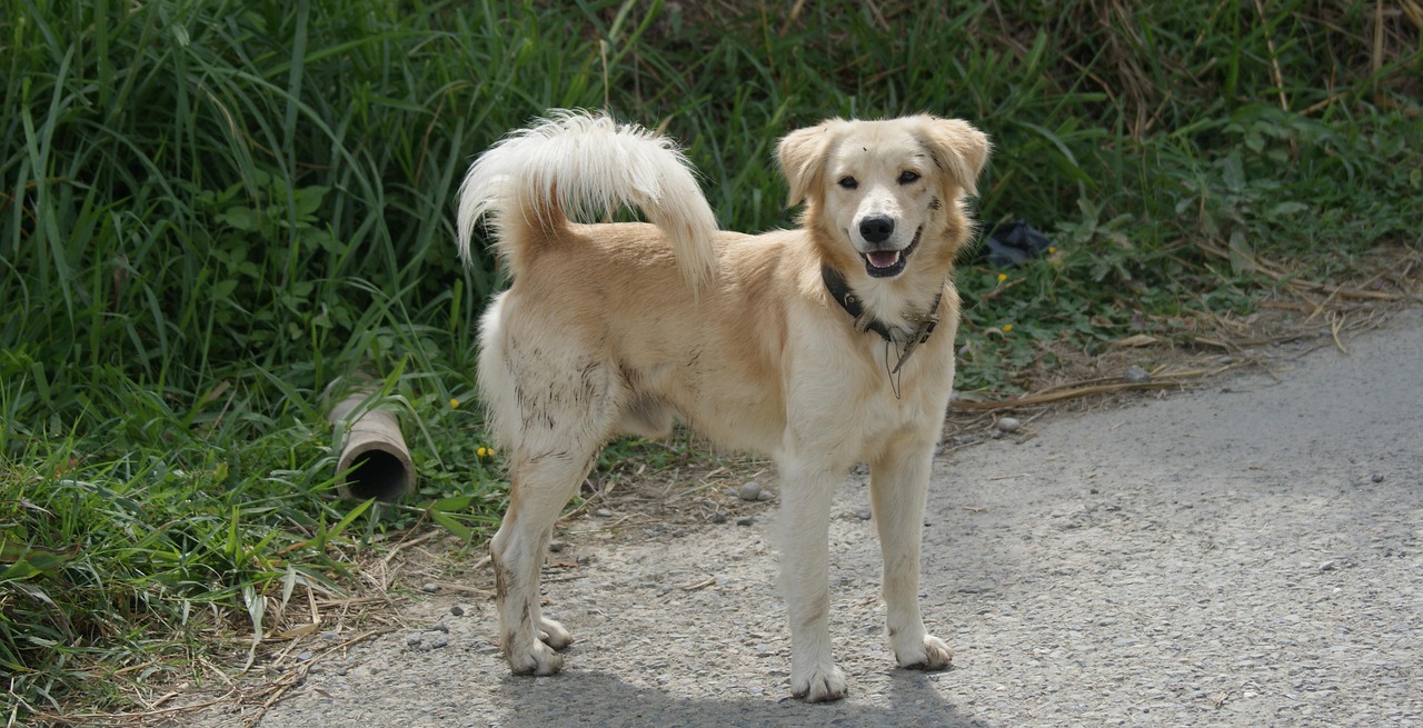 Imagen De Perro Can Animal - Foto gratis en Pixabay - Pixabay