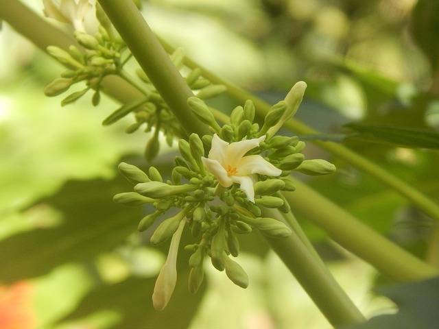 Flor Crema Papaya Botones - Foto gratis en Pixabay - Pixabay