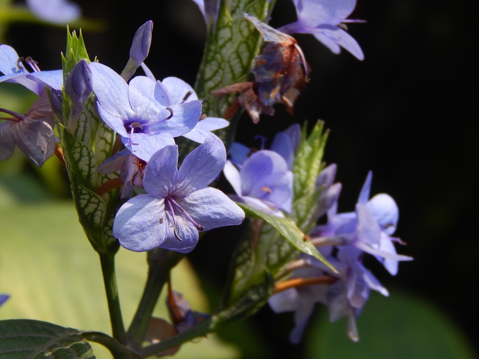 Flores Azul Lilases - Foto gratuita no Pixabay - Pixabay
