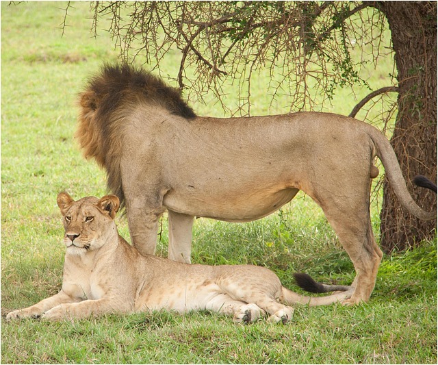 Tanzanie Faune Serengeti - Photo gratuite sur Pixabay - Pixabay