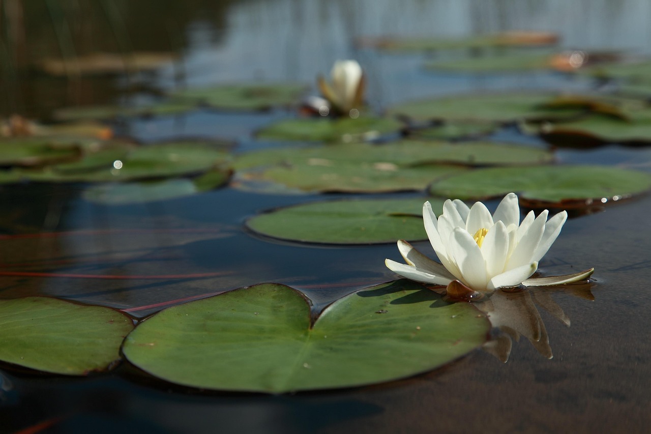 Water Lily Flower Leaf - Free photo on Pixabay