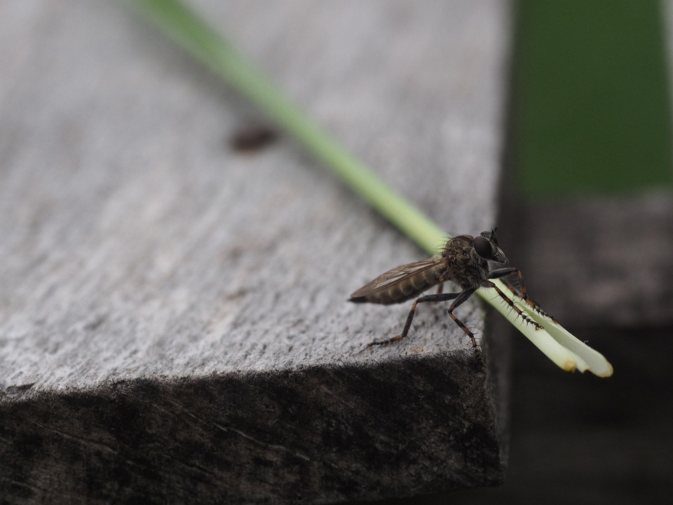 Fly Insect Macro - Free photo on Pixabay - Pixabay