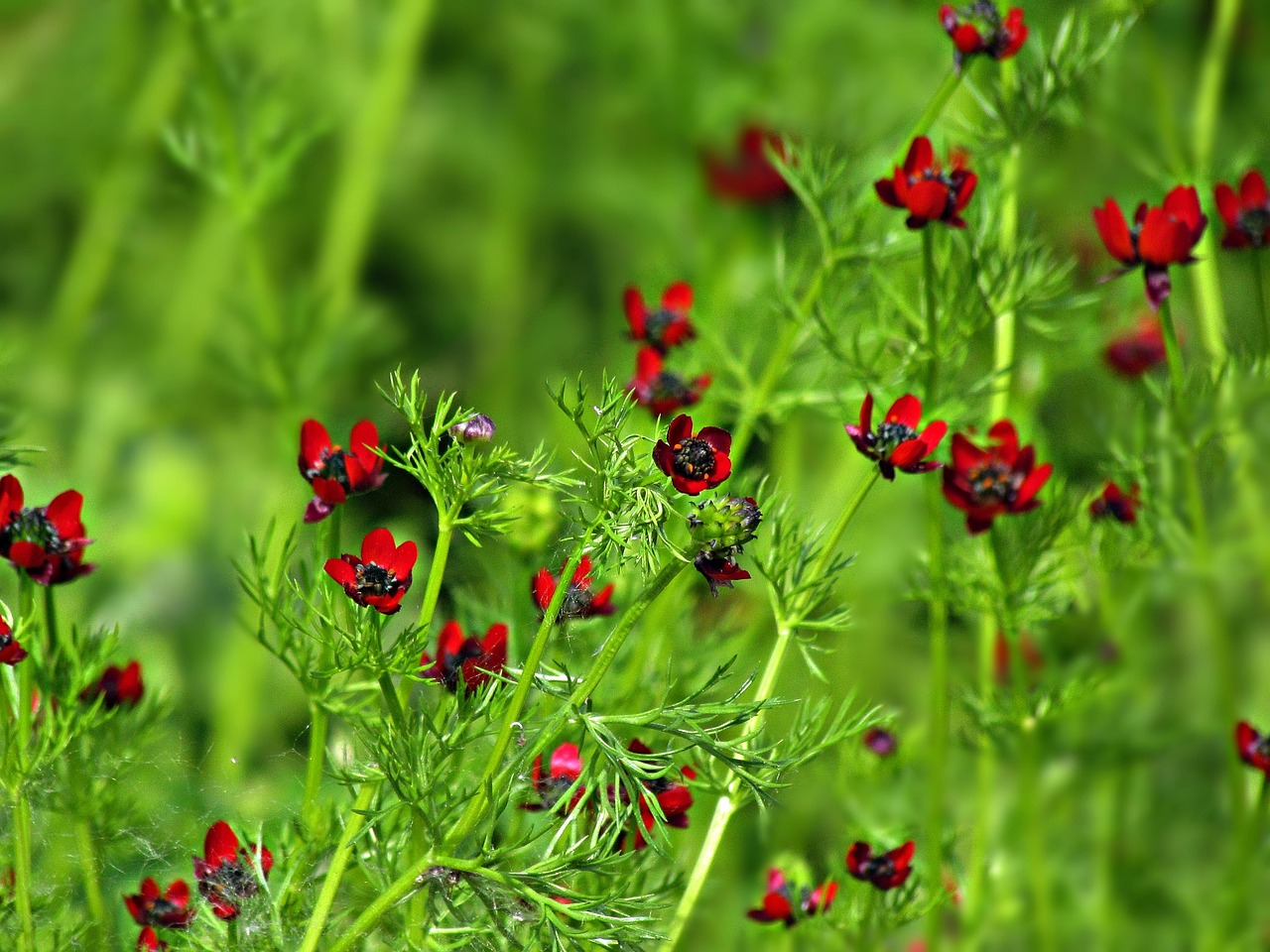 Bunga Taman Hijau - Foto gratis di Pixabay - Pixabay