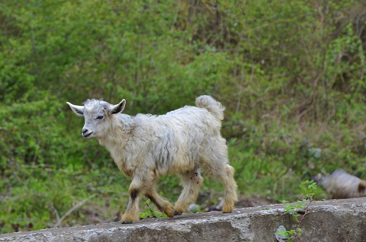 10,000+ Free Baby Goat & Goat Images - Pixabay