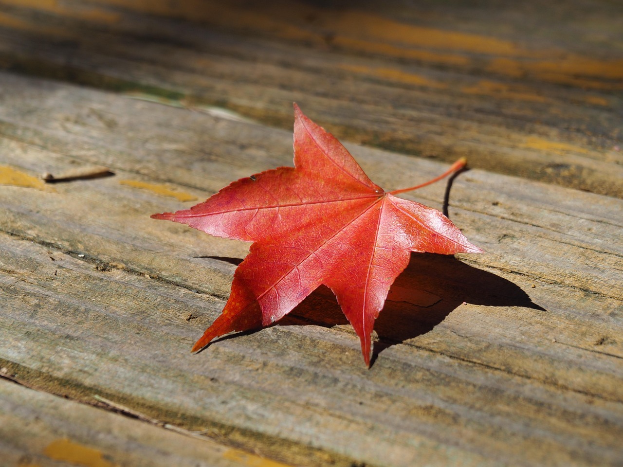Taiwan Wuling Farm Maple - Free photo on Pixabay