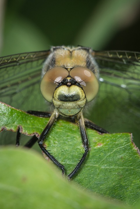 Macro Nature Dragon-Fly - Free photo on Pixabay - Pixabay