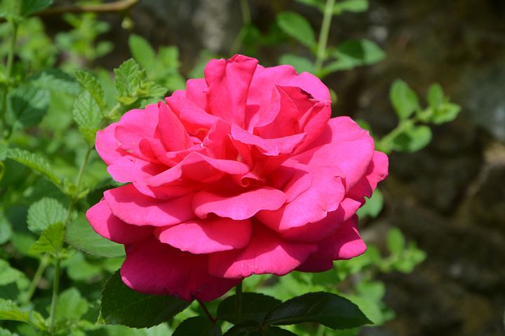 Más de 100 imágenes gratis de De Color Fucsia y Fucsia - Pixabay