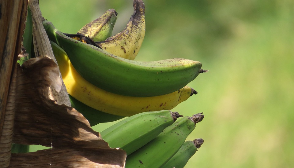 Imagen Naturaleza Platano - Foto gratis en Pixabay - Pixabay