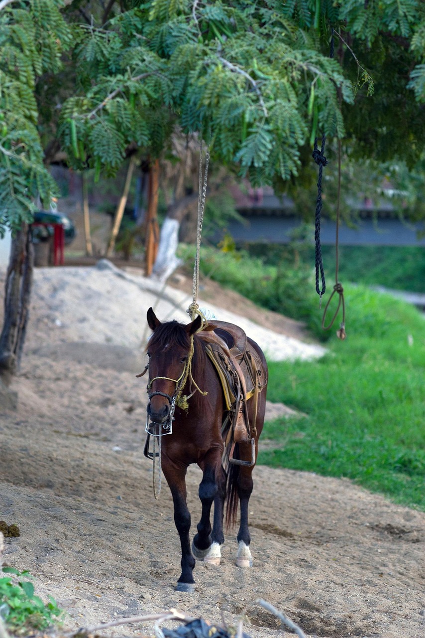 Animal Caballo Marrón - Foto gratis en Pixabay - Pixabay