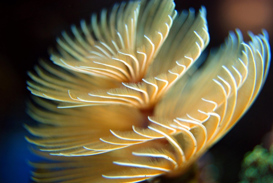 Worm Reef Underwater - Free photo on Pixabay