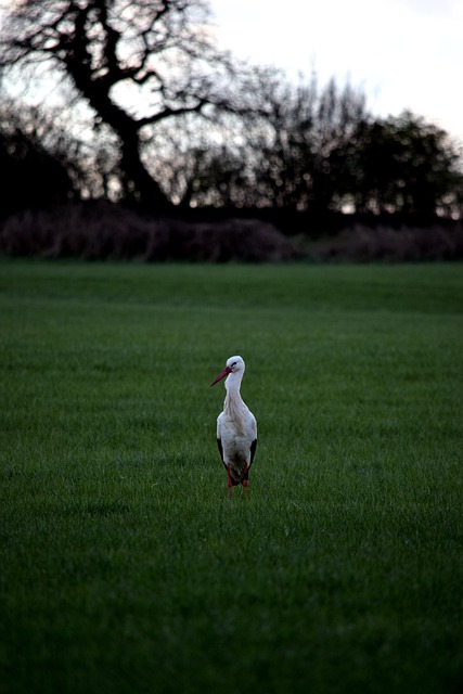 Cigogne Domaine Oiseau Hochet - Photo gratuite sur Pixabay - Pixabay