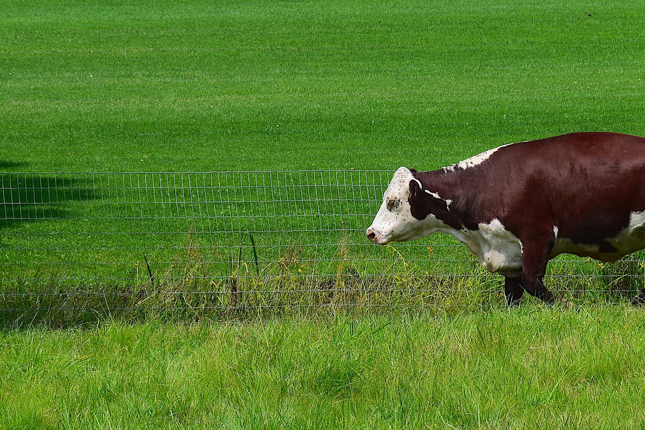 Vache Animal Mignonne En - Photo gratuite sur Pixabay - Pixabay