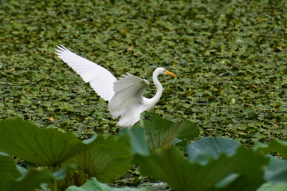 Animal Lago Garza - Foto gratis en Pixabay - Pixabay