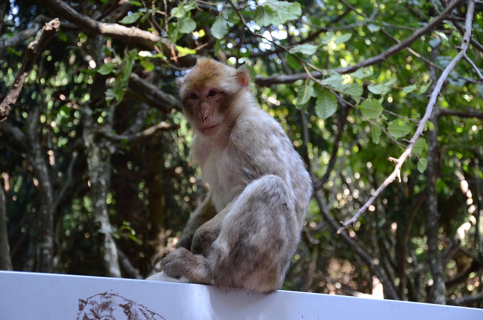 Singe Visage Zoo - Photo gratuite sur Pixabay - Pixabay