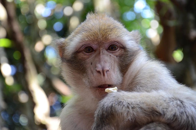 Affe Gesicht Zoo - Kostenloses Foto auf Pixabay - Pixabay