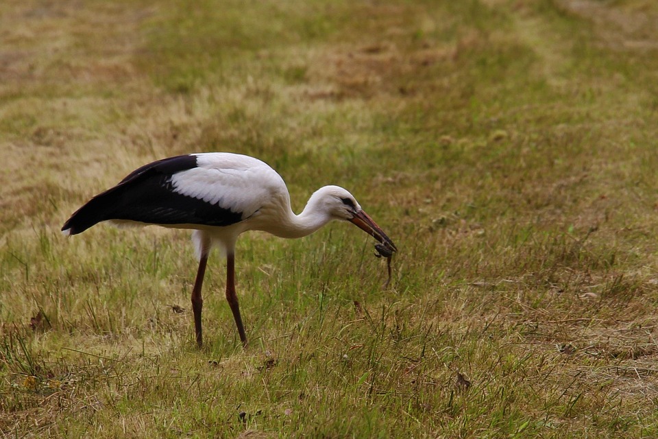 Stork Eindhoven Gijzenrooi - Free photo on Pixabay