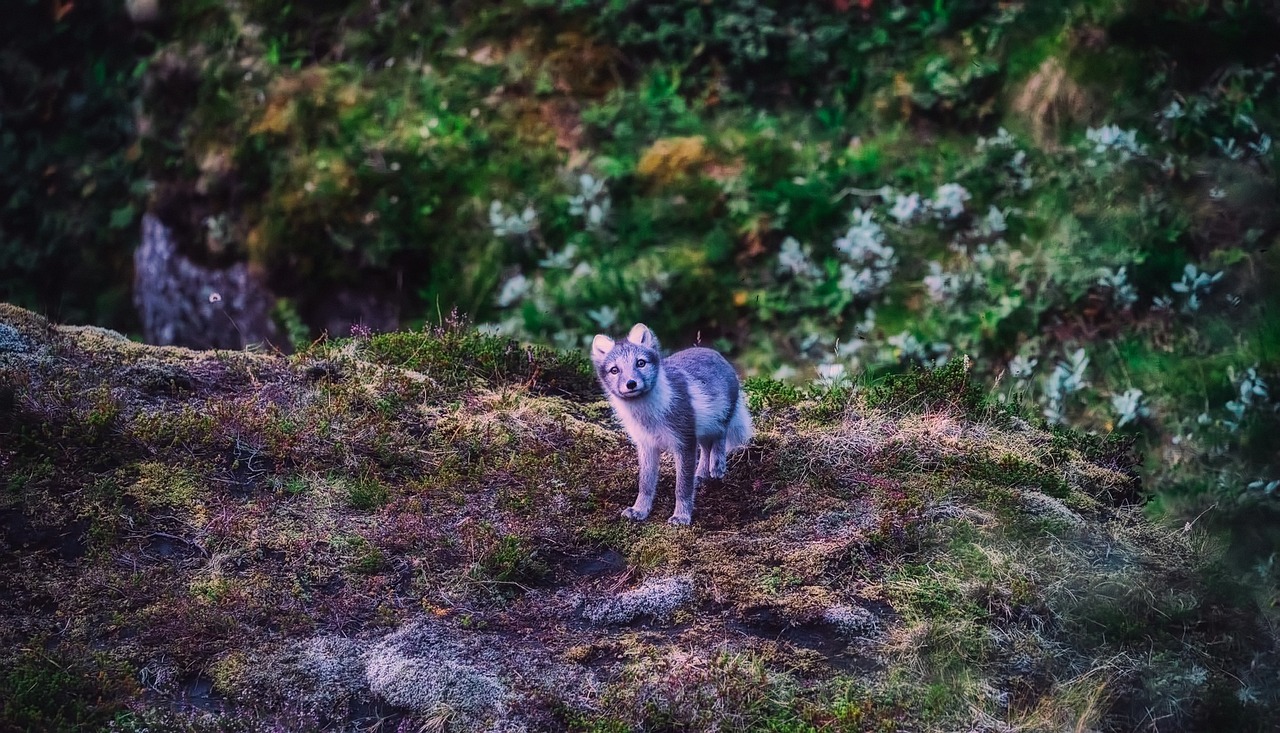 80+ kostenlose Polarfuchs & Fuchs Fotos - Pixabay