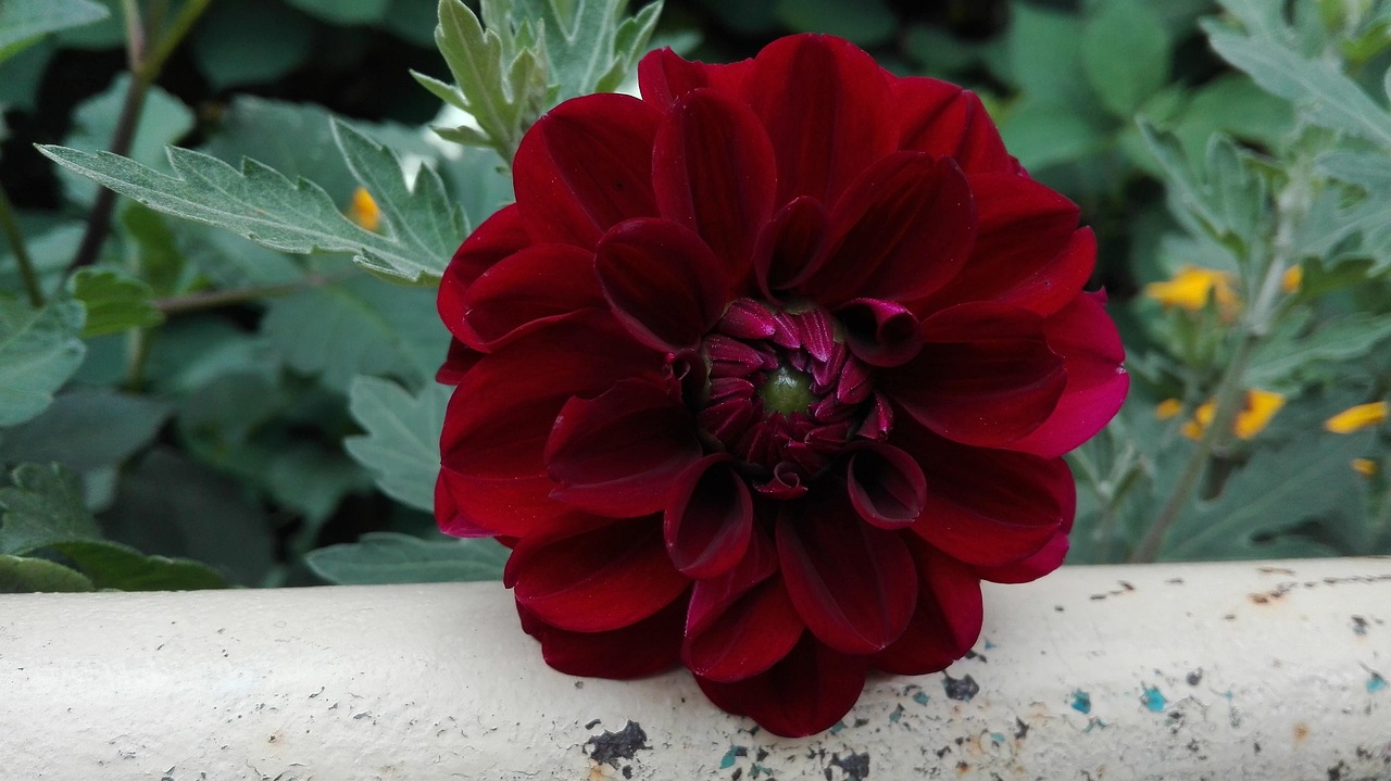 50,000+ Free August Flowers & August Images - Pixabay