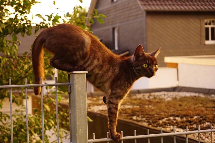40+ Free Cat Balance & Cat Images - Pixabay