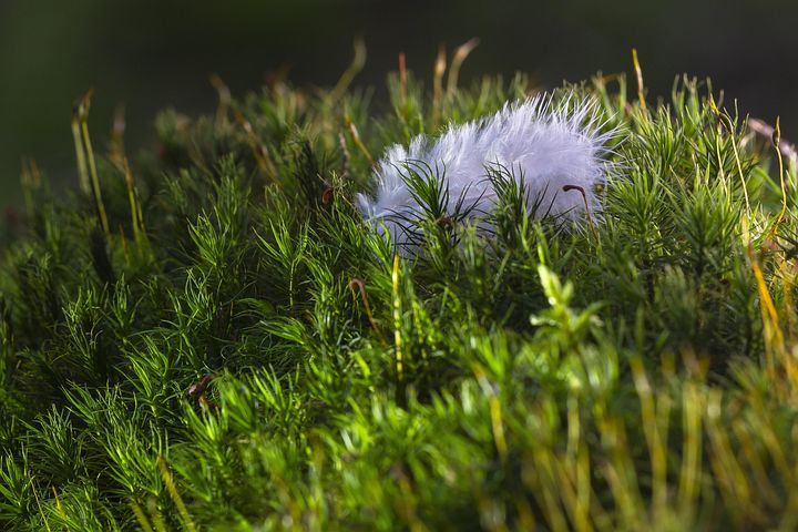90+ Free Feather Fluff & Feather Photos - Pixabay