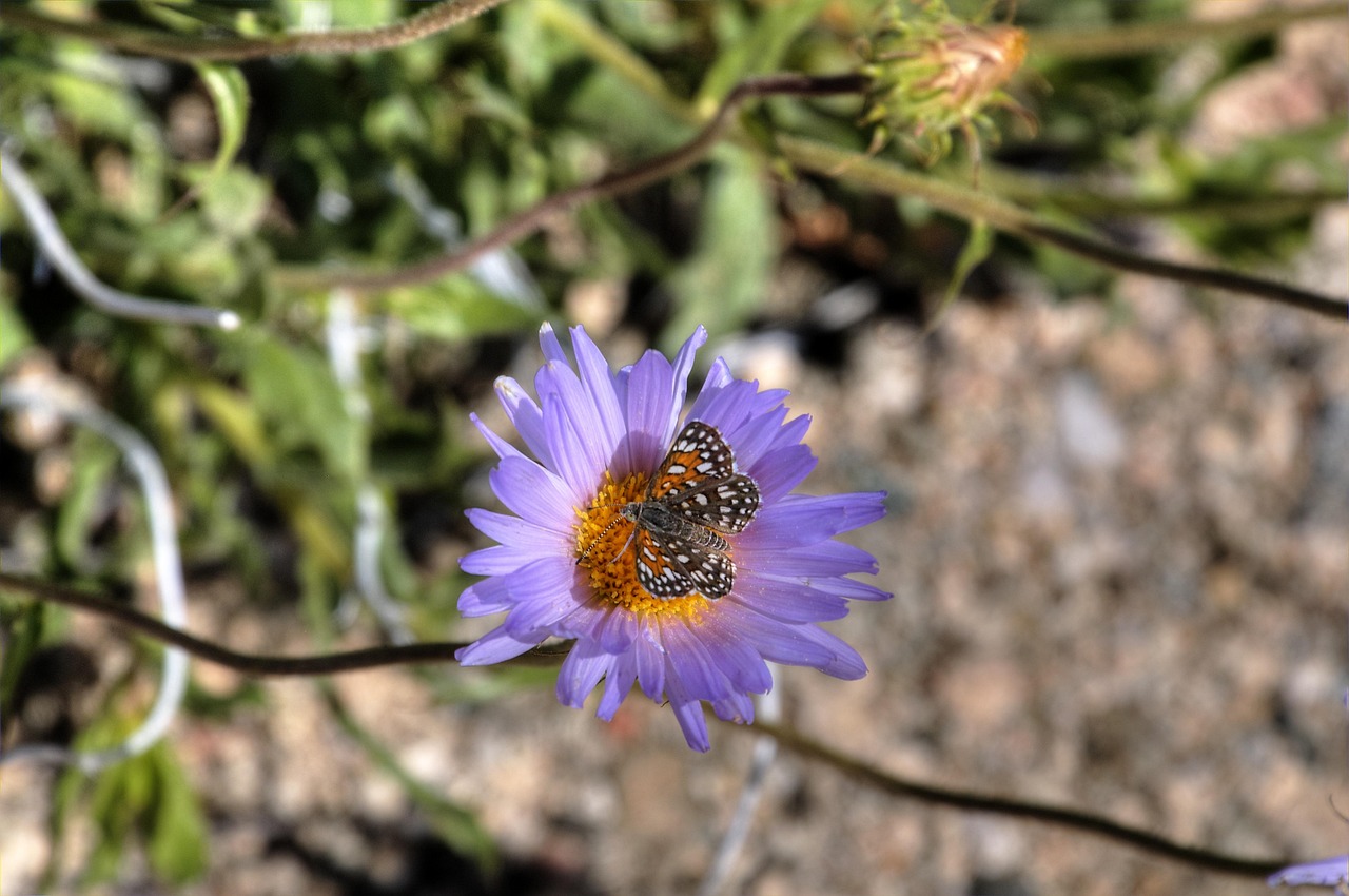 Violetti Kukka Perhonen - Ilmainen valokuva Pixabayssa - Pixabay