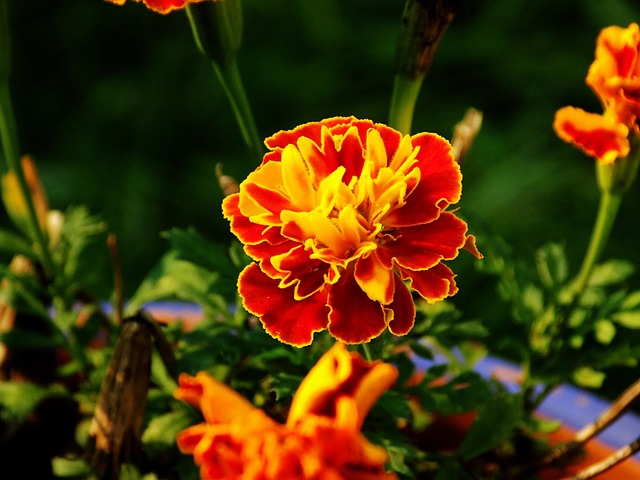Marigold Flower Bloom - Free photo on Pixabay