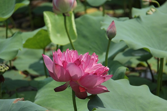 超过 5000 张关于“Sumen Palmové Lily”和“自然”的免费图片 - Pixabay