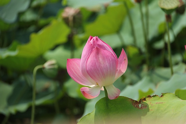 超过 5000 张关于“Sumen Palmové Lily”和“自然”的免费图片 - Pixabay