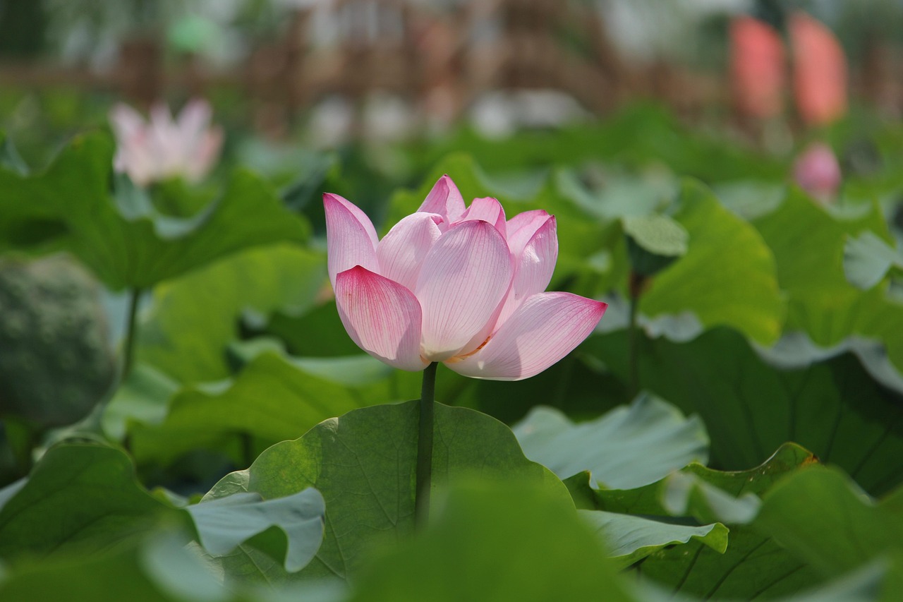 超过 10000 张关于“Crumpled Lily”和“自然”的免费图片 - Pixabay