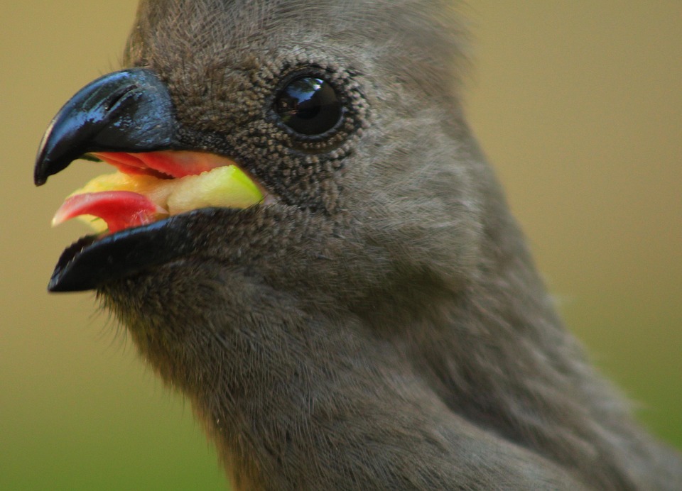 Loerie African Bird Go Away - Free photo on Pixabay