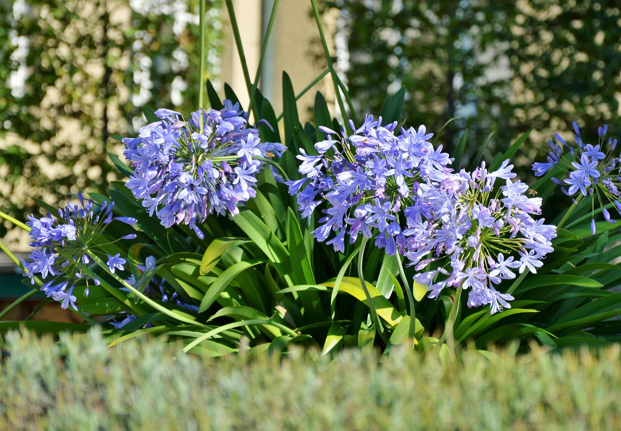 200+ Free Agapanthus & Nature Images - Pixabay