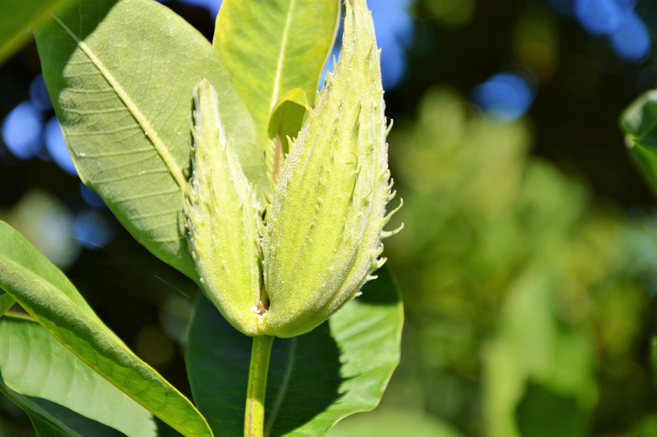 Silk Plant Tubercular - Free photo on Pixabay - Pixabay