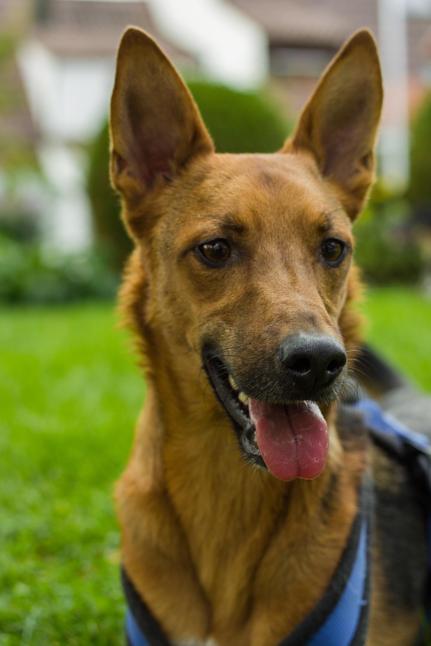 Dog Nature - Free photo on Pixabay - Pixabay