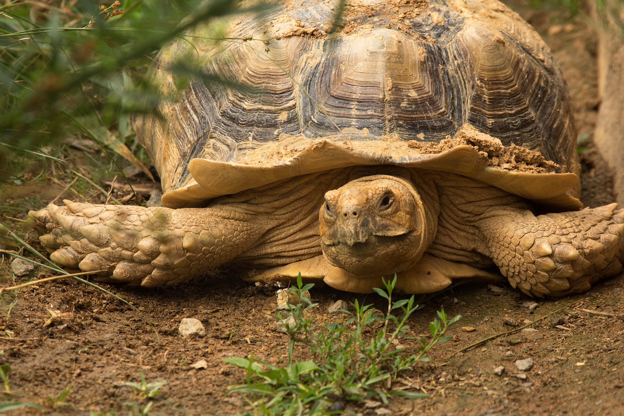 Tortue Reptile - Photo gratuite sur Pixabay - Pixabay