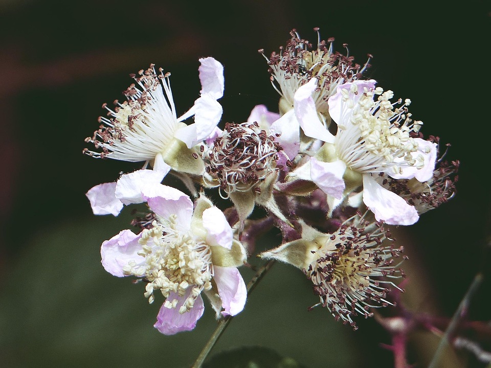 Brombeere Blüte Natur Sommer · Kostenloses Foto auf Pixabay