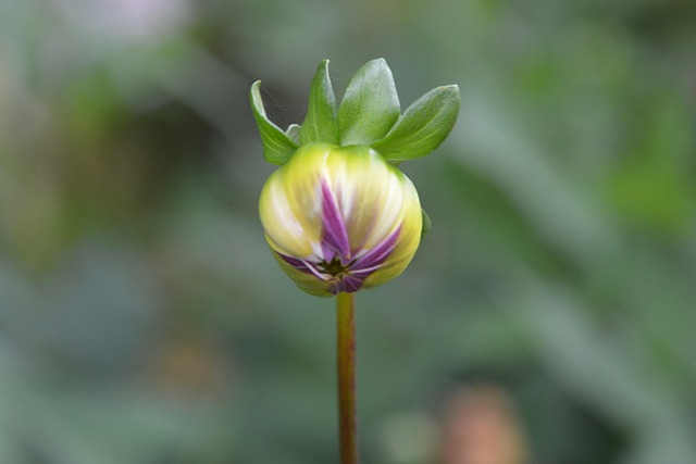 Flower Bud Color Green - Free photo on Pixabay