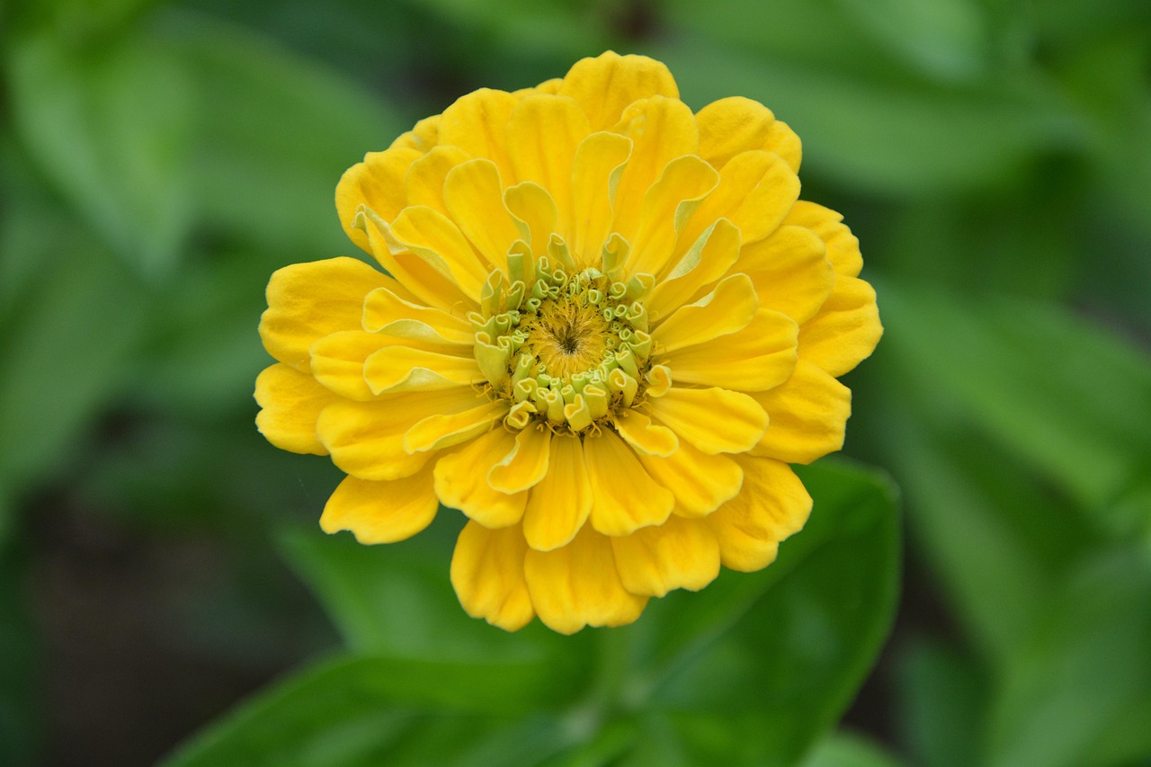Fleur Jaune Jardin Flower - Photo gratuite sur Pixabay - Pixabay