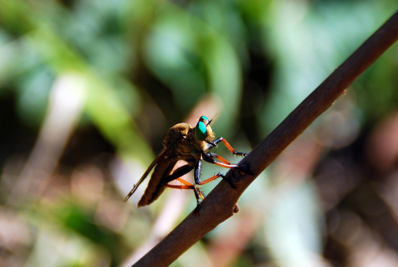 Más de 100 imágenes gratis de Mosquito Animales y Mosquito - Pixabay