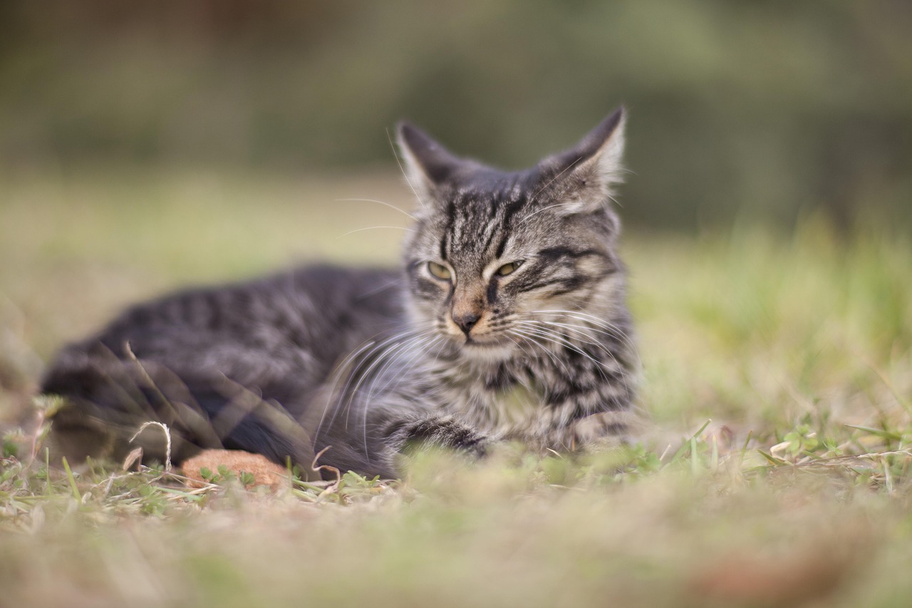 Cat Animal Grass - Free photo on Pixabay