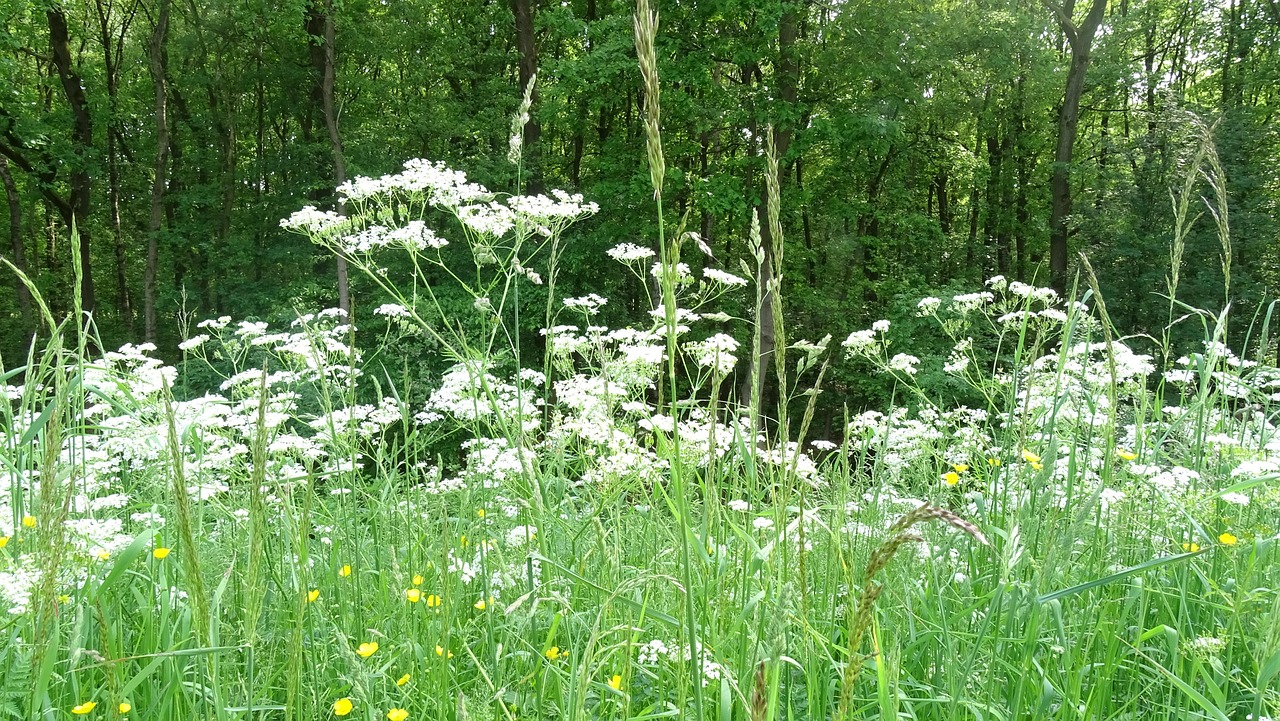 Feld Voller Blumen Natur - Kostenloses Foto auf Pixabay - Pixabay